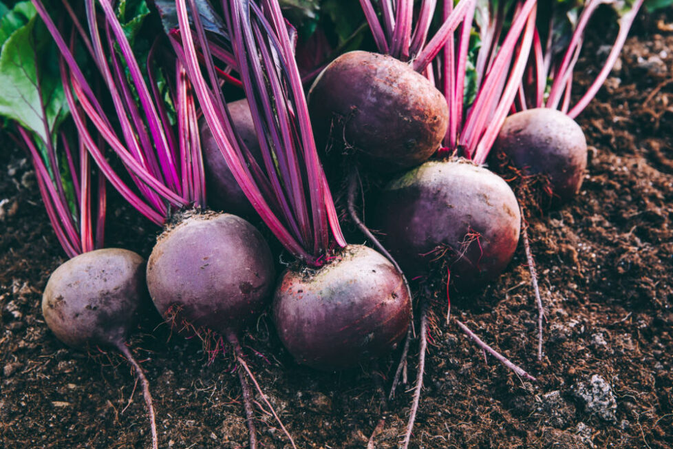 В каких продуктах содержится йод — Vertera Journal